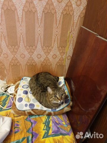 Кошка