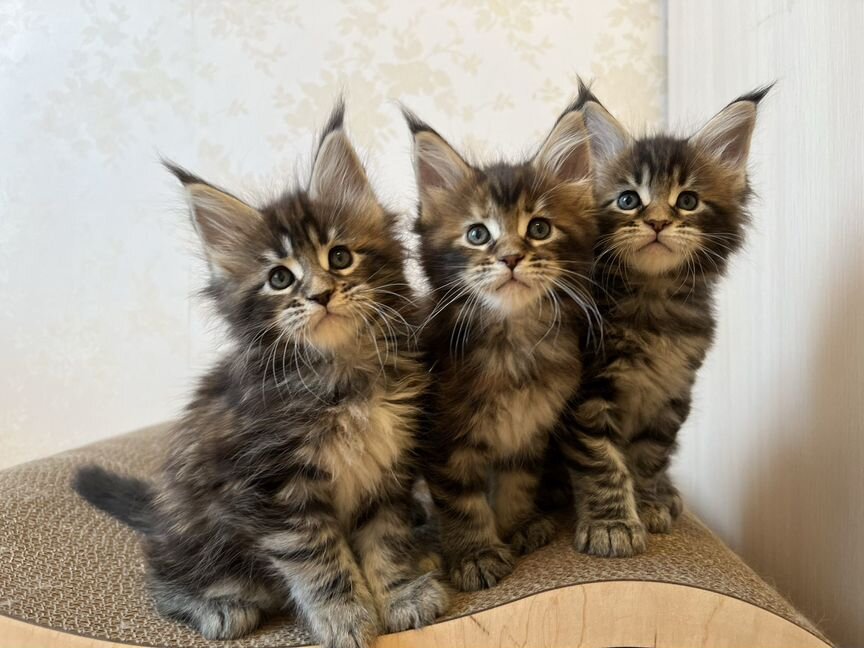 Мейн-кун котята