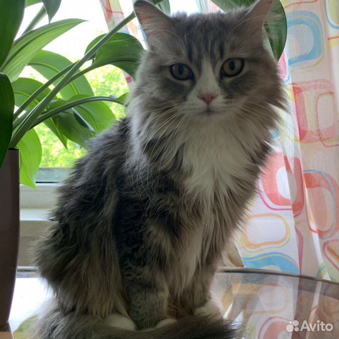 Крупная красивейшая кошка