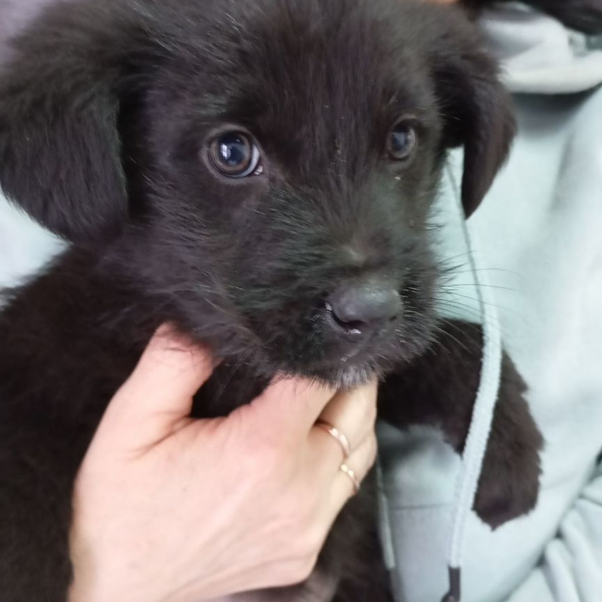 Щенок в добрые руки