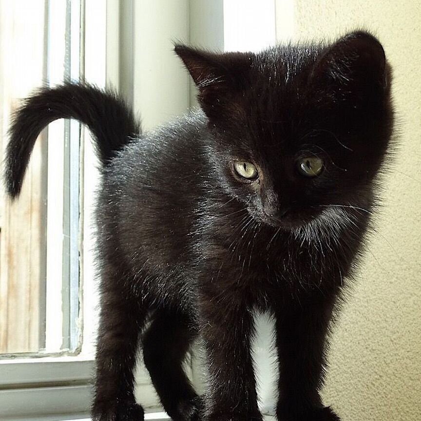 Котенок в добрые руки 1 месяц