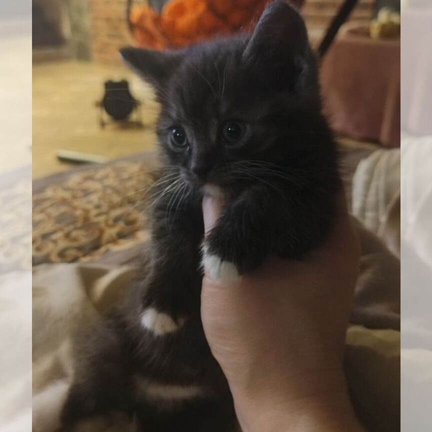 Британский короткошёрстный котёнок