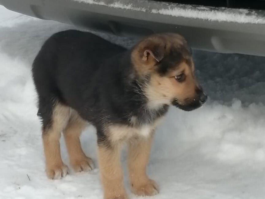 В хорошие ручки, бесплатно