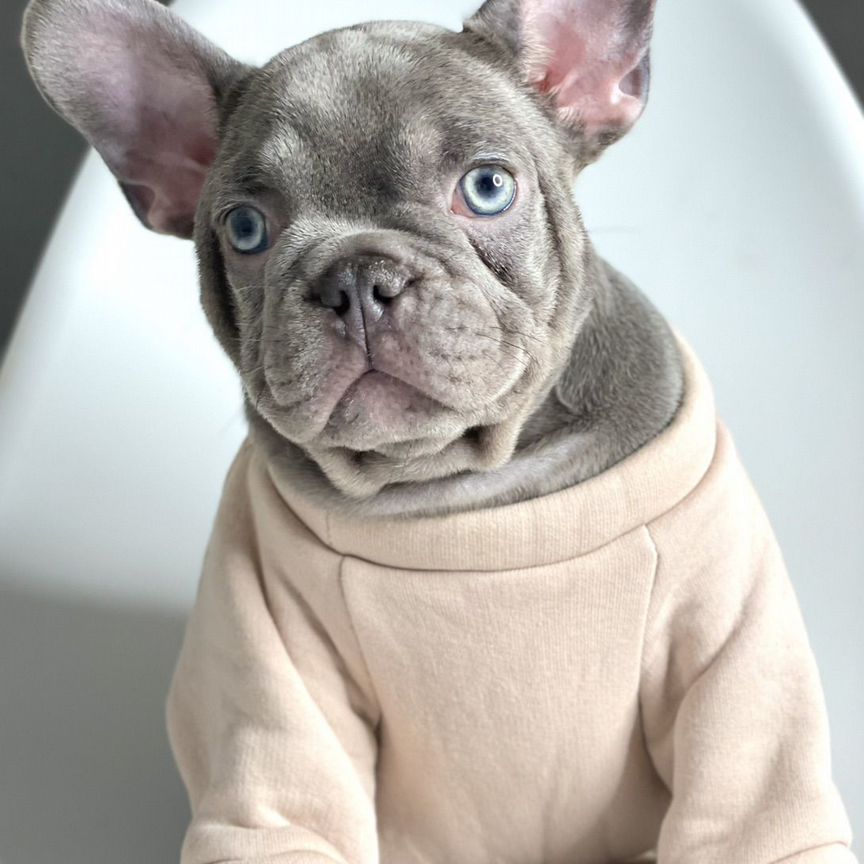 Французский бульдог
