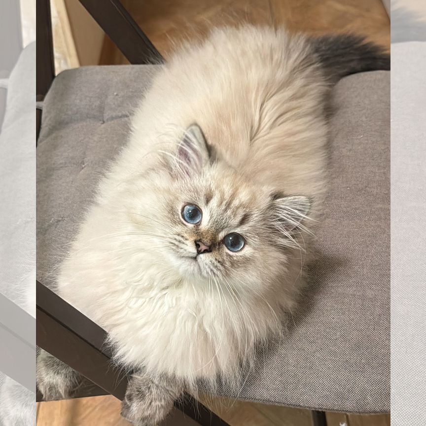 Шотландский прямоухий кот вязка
