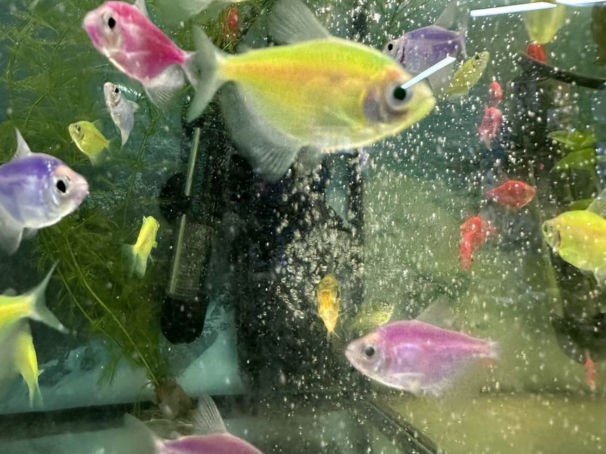 Аквариумные рыбки