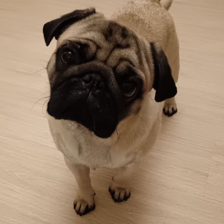 Мопс ищет подругу