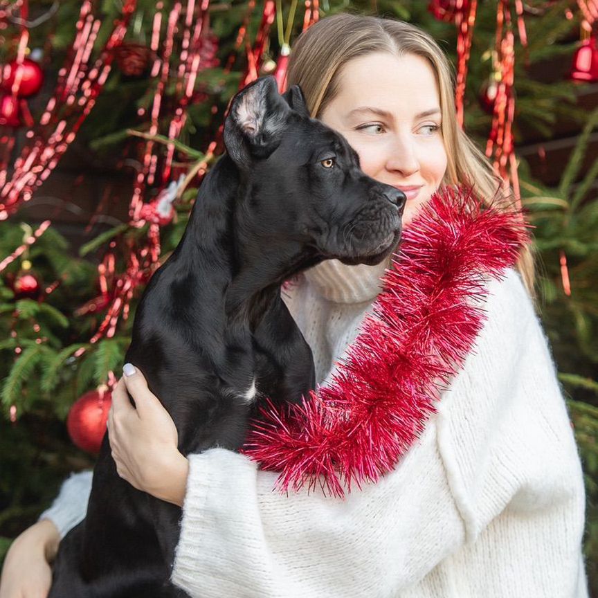 Кане-корсо, щенок