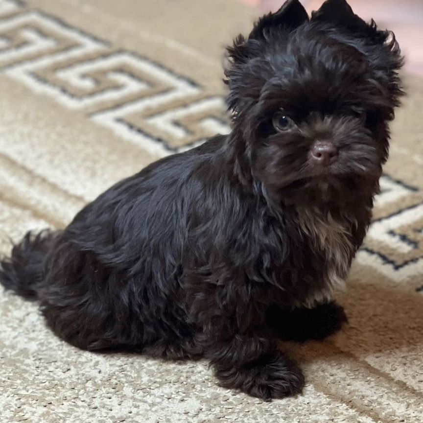 Шоколадный парень йорк