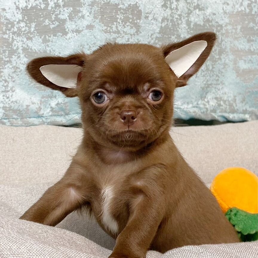 Щенки чихуахуа
