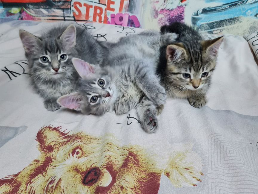 Котята в добрые руки