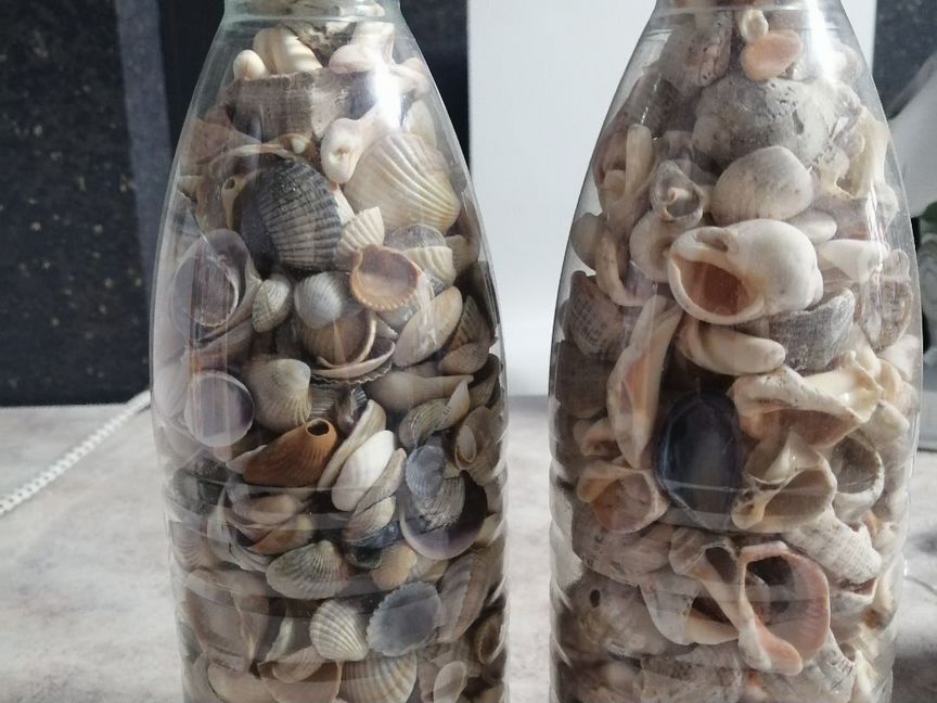 Морские ракушки для декора