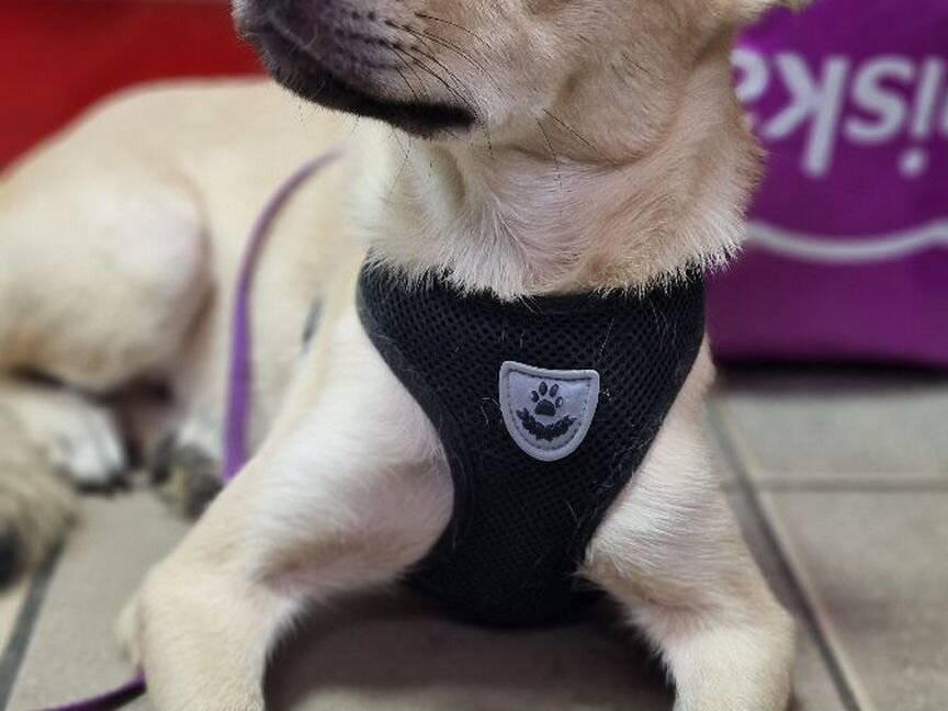 Собака в добрые руки щенок