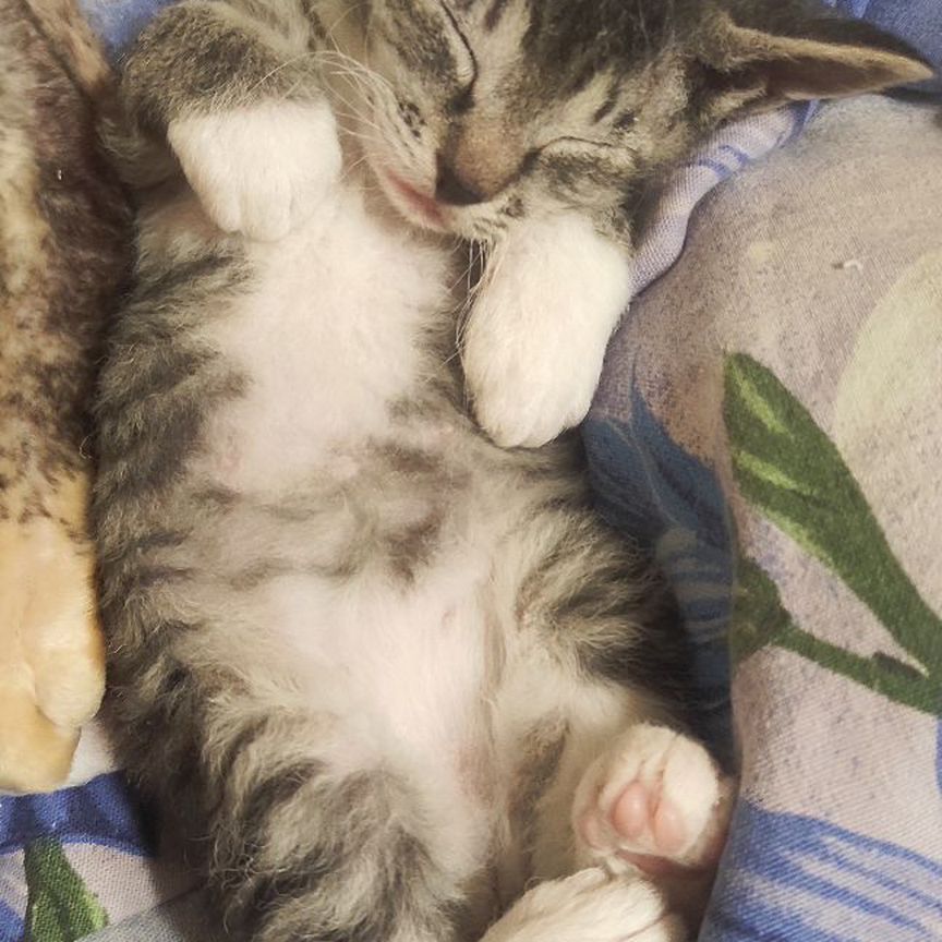 Котята в добрые руки