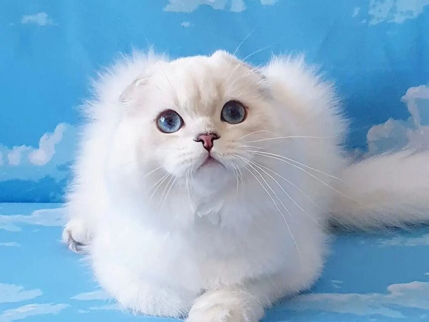 Шотландский вислоухий голубоглазый мальчик