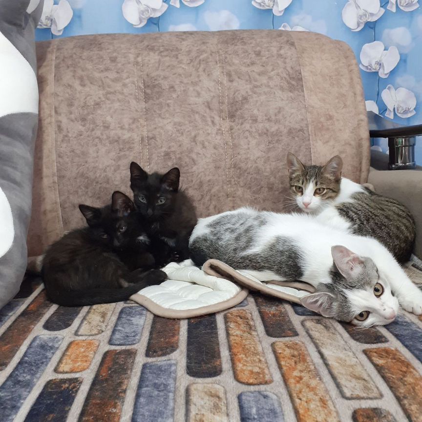 Отдам кота в добрые руки