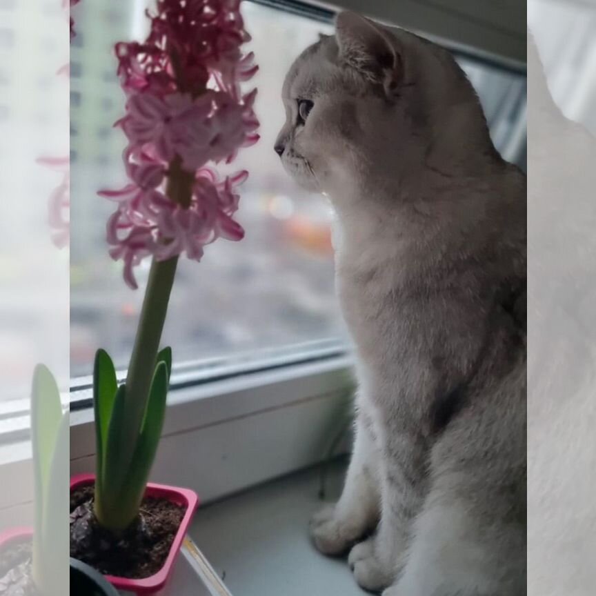 Кошка Бриианская