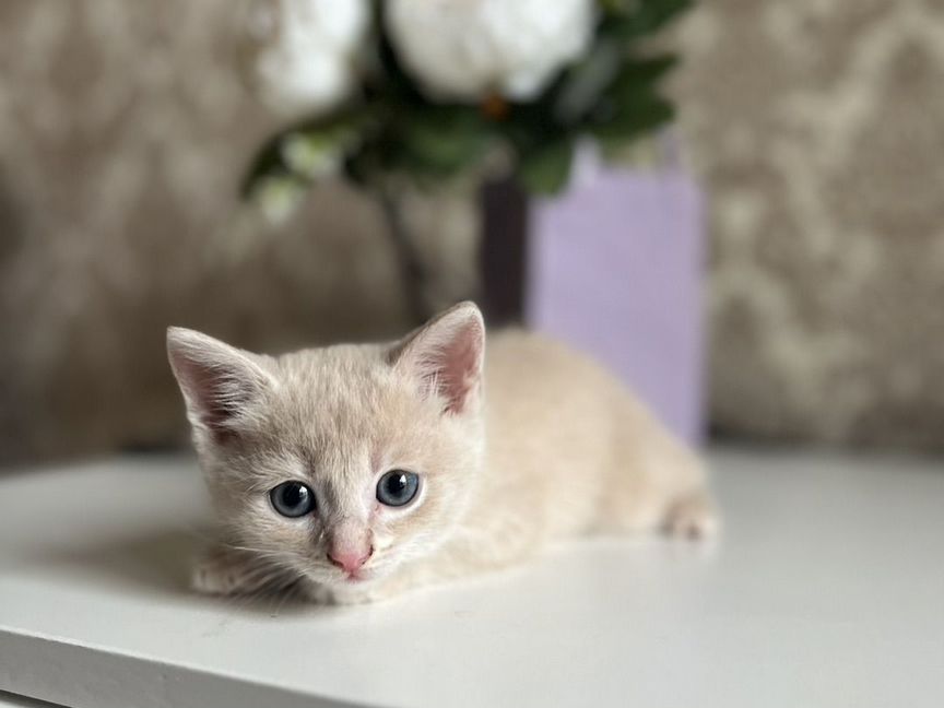 Отдадим красивых рыжик котят