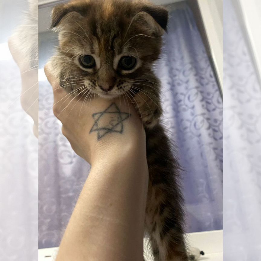Шотландская вислоухая