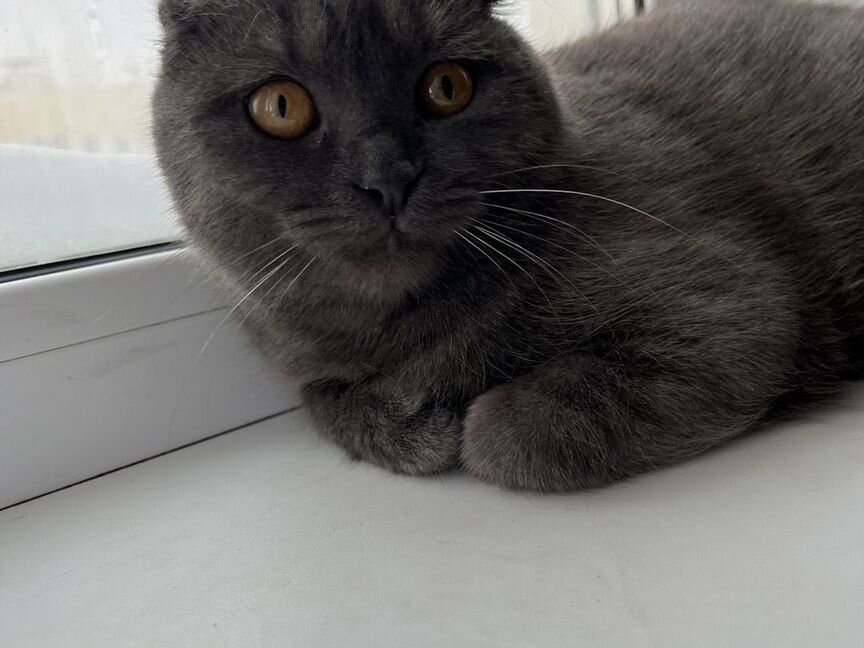 Кошка в добрые руки