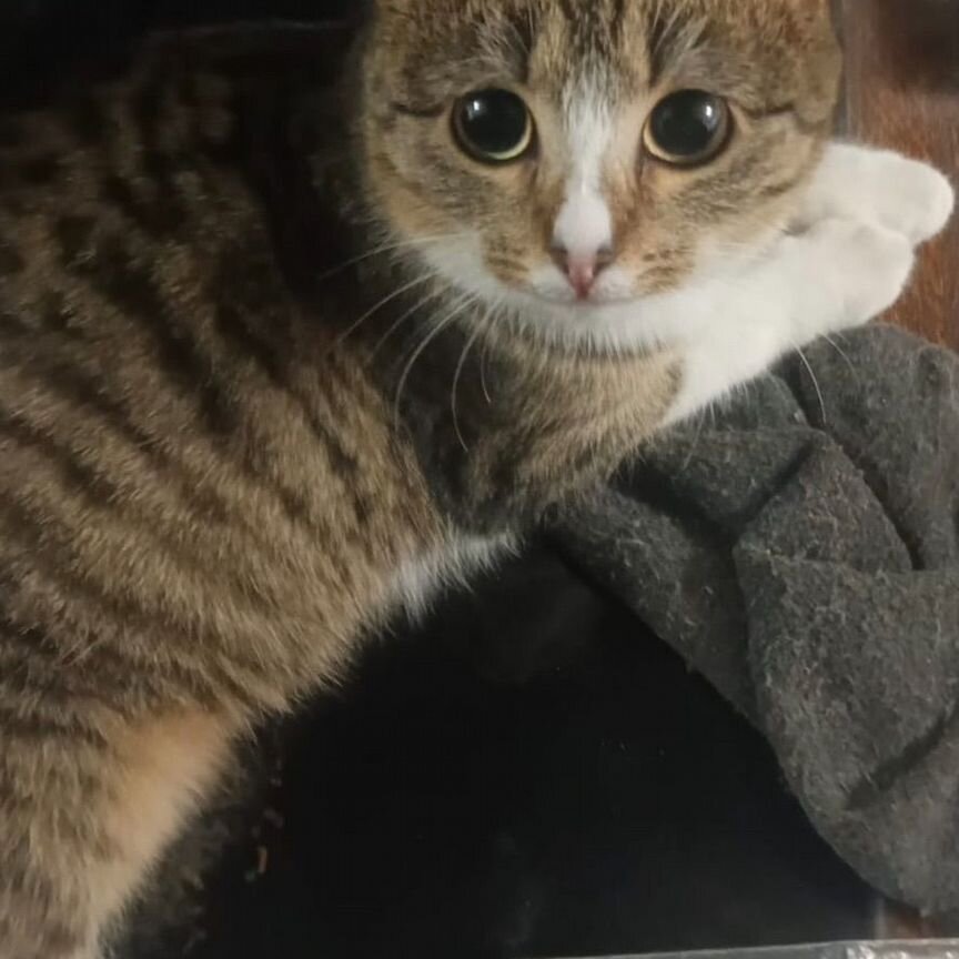 Котёнок Груша 5 мес