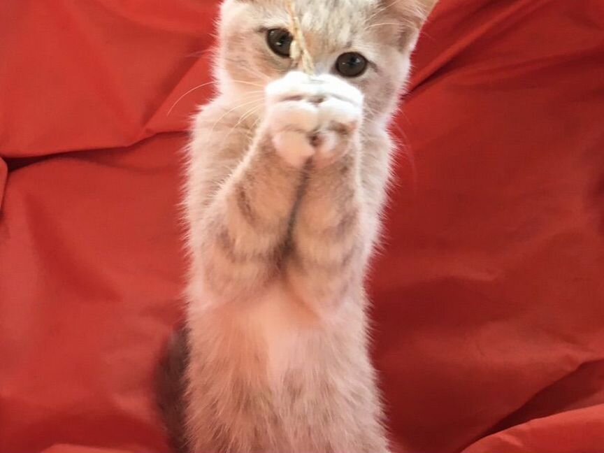 Рыжий котенок