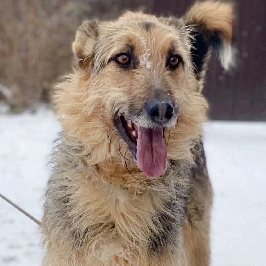 Взрослая собака в добрые руки