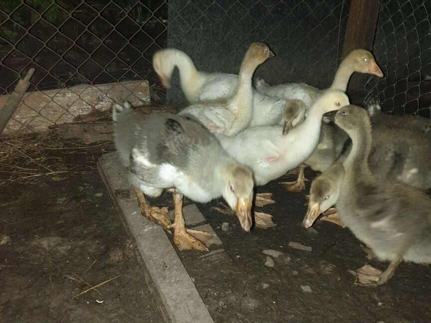 Гусята крупные