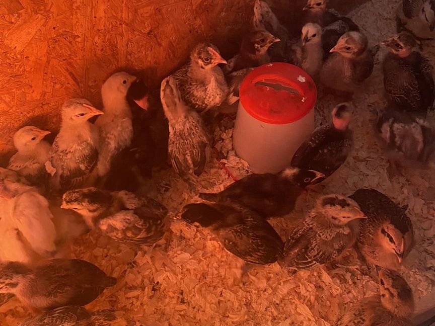 Подрошенные цыплята