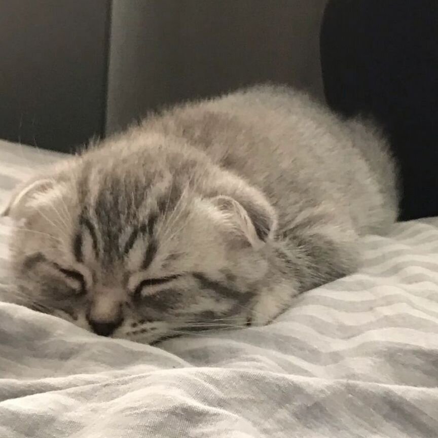 Шотландский вислоухий короткошёрстный котёнок
