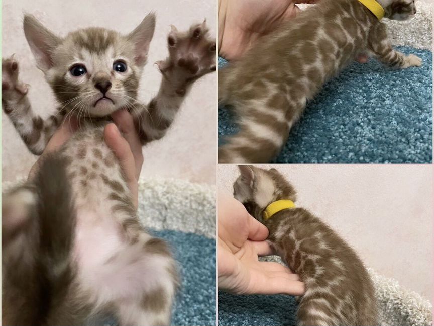 Бенгальская девочка из питомника