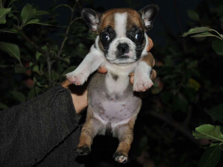 Булька-козюлька