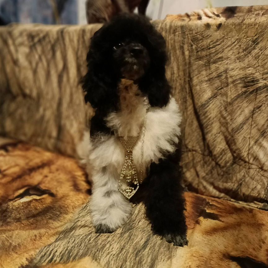 Малыши арлекинчики