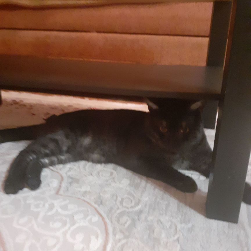 Кошка в дар бесплатно