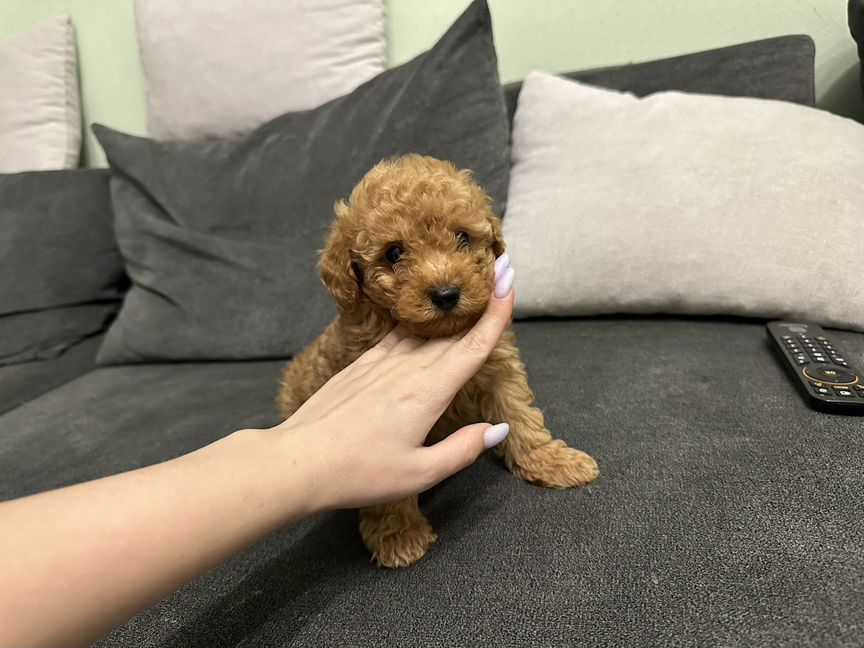 Той-пудель супер маленкие