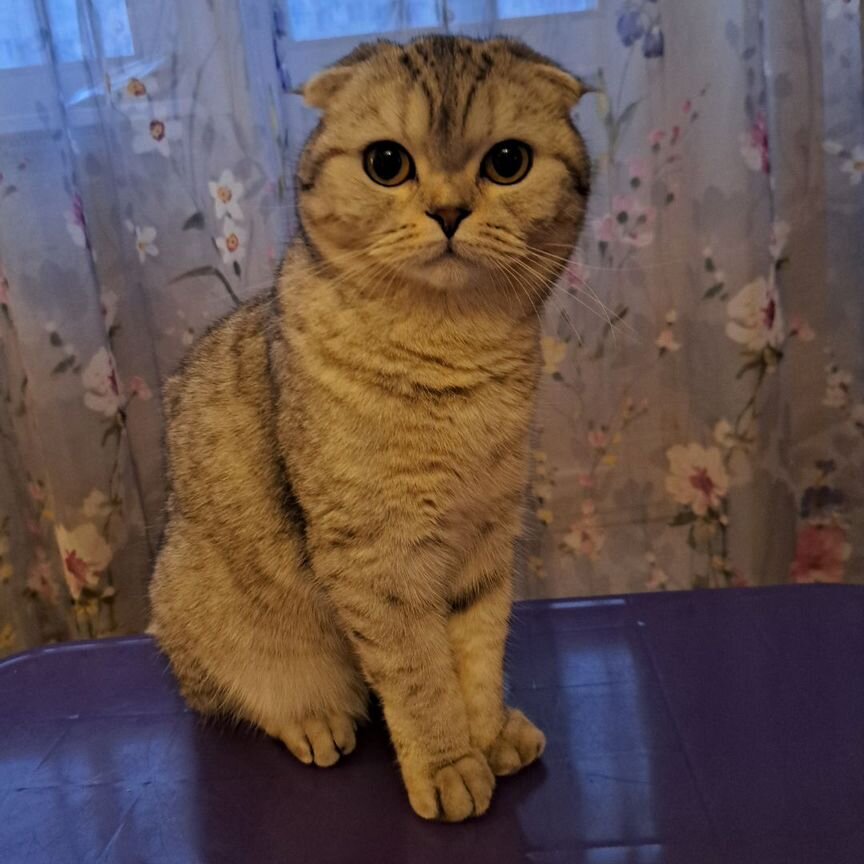 Scottish Fold /SFS