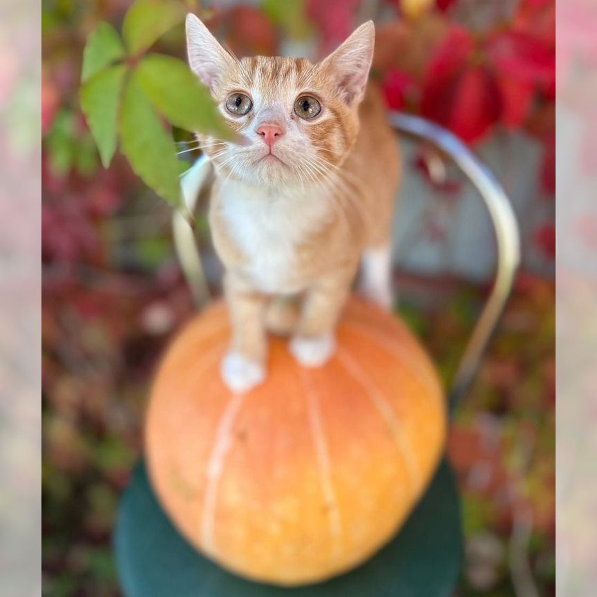 Котенок рыжий