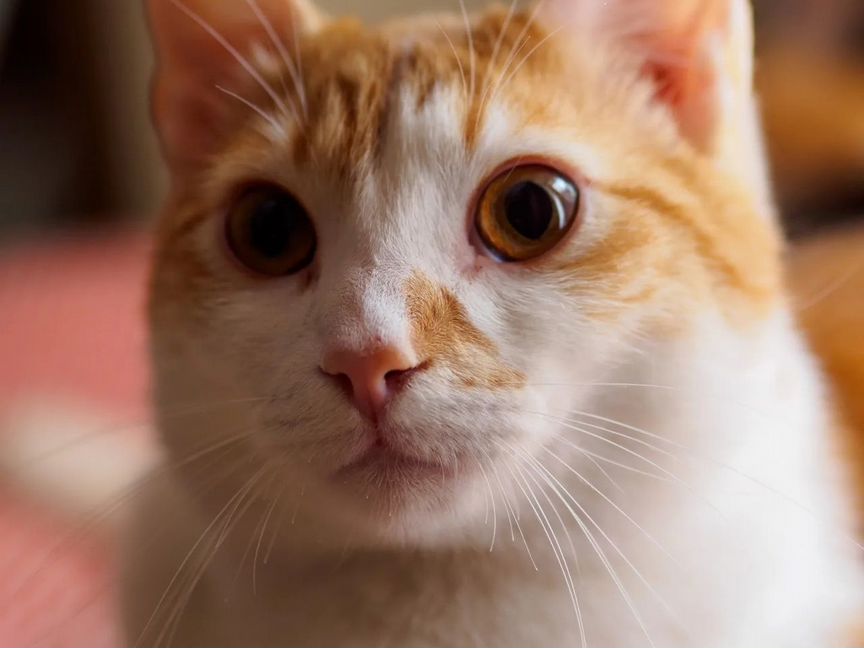 Котик Марли