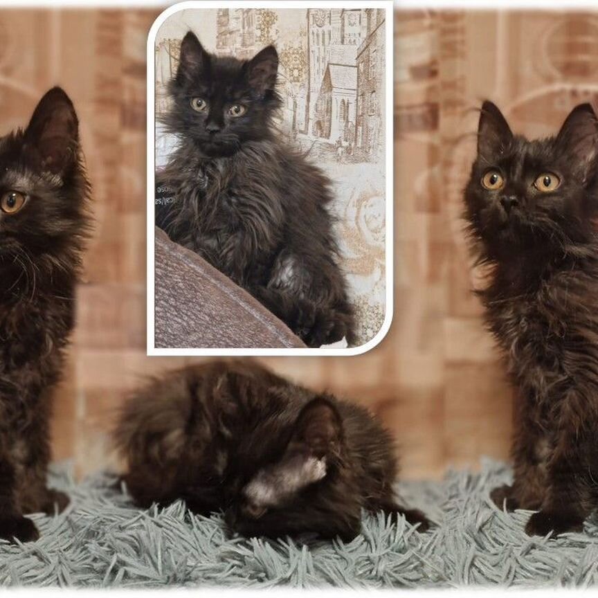 Пуговка -маленький чертенок