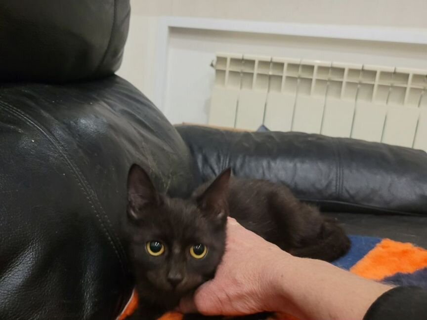 Малыш Черныш