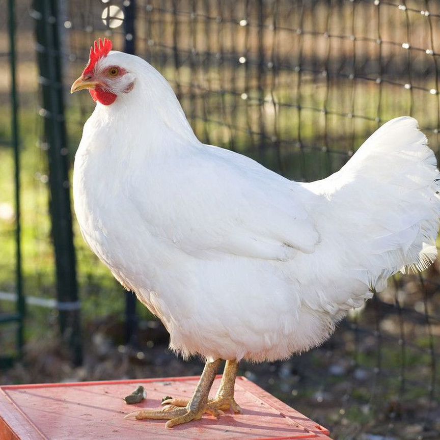 Несушки на дом