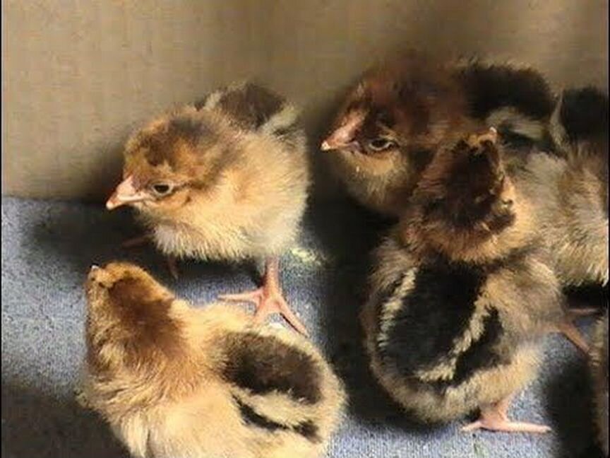 Цыплята суточные Кученские юбилейные