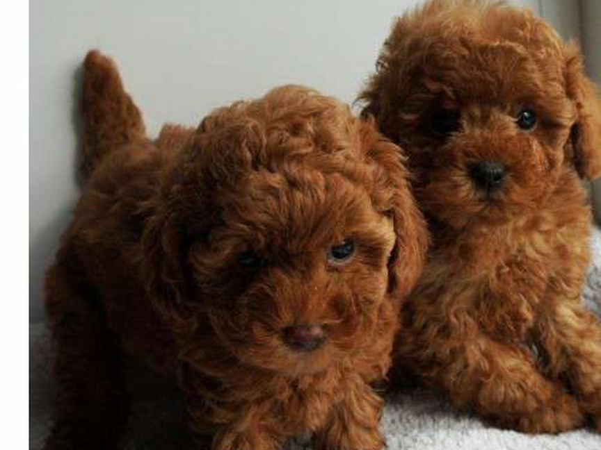 Мальтипу братики