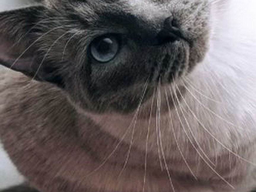 Молодой тайский котик blue piont на вязку