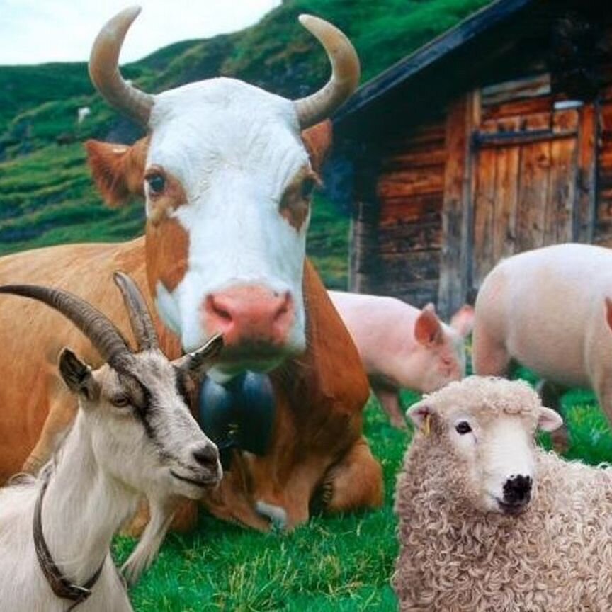 Натуральные продукты на корм животным из магазина