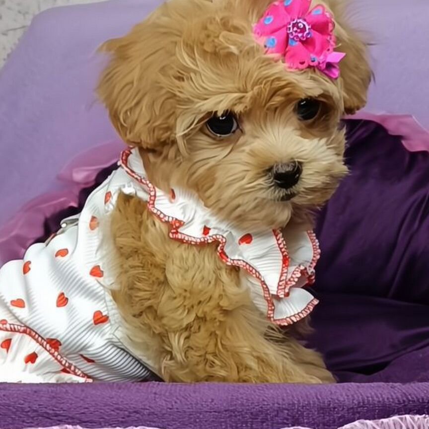 Мальтипу, щенок