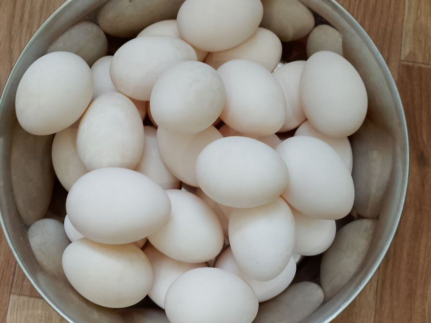 Продаю инкубационные утиные яйца
