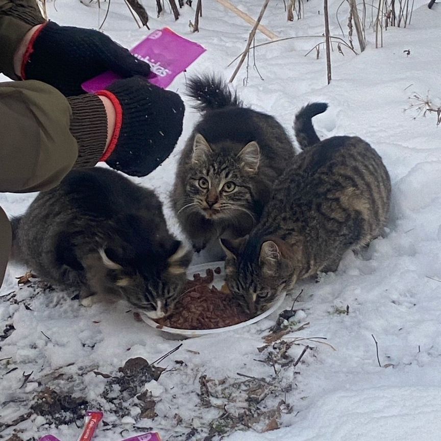 Котёнок в добрые руки