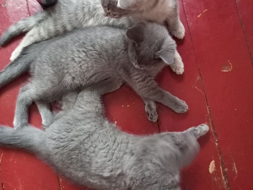 Кошки в добрые руки бесплатно