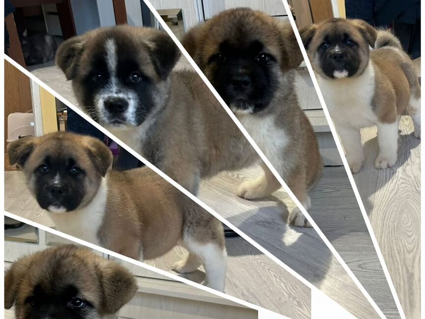 Щенки американской акиты